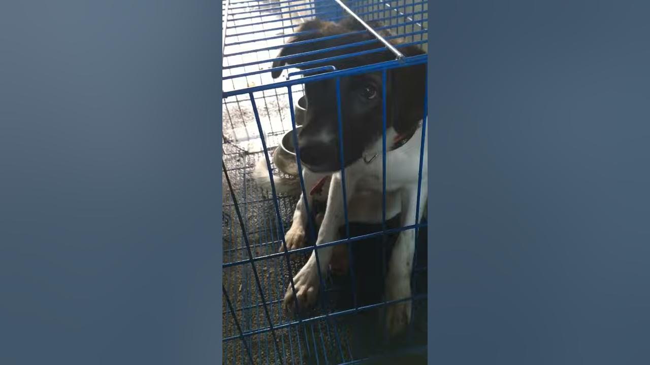 MY DOG WANT TO EAT BACON YouTube my-dog-want-to-eat-bacon-youtube