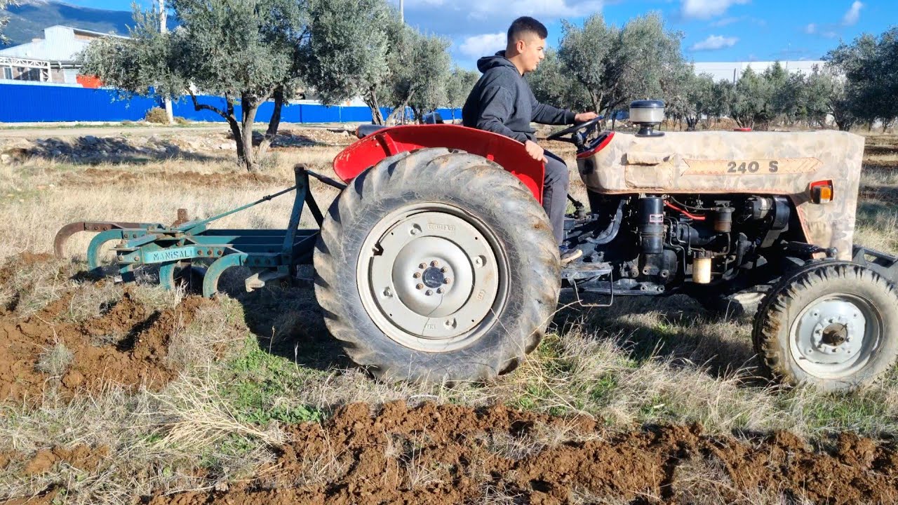 MF 240S 5Lİ PULLUK PERFORMANSI ZEYTİNLİKLERİN ÇİFTİNİ SÜRÜYORUZ. - YouTube