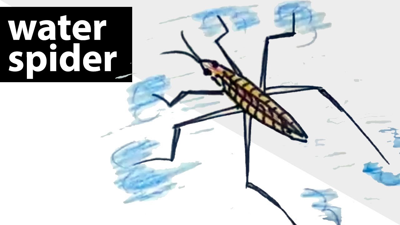 How to draw a water strider / Gerridae ? Learn to draw | easy drawings ...