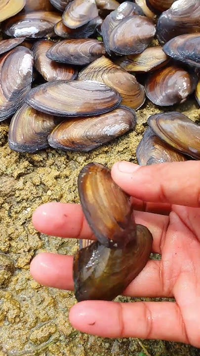 Clams at Low tide Blood clams lie in the sand, octopus on the stone ...