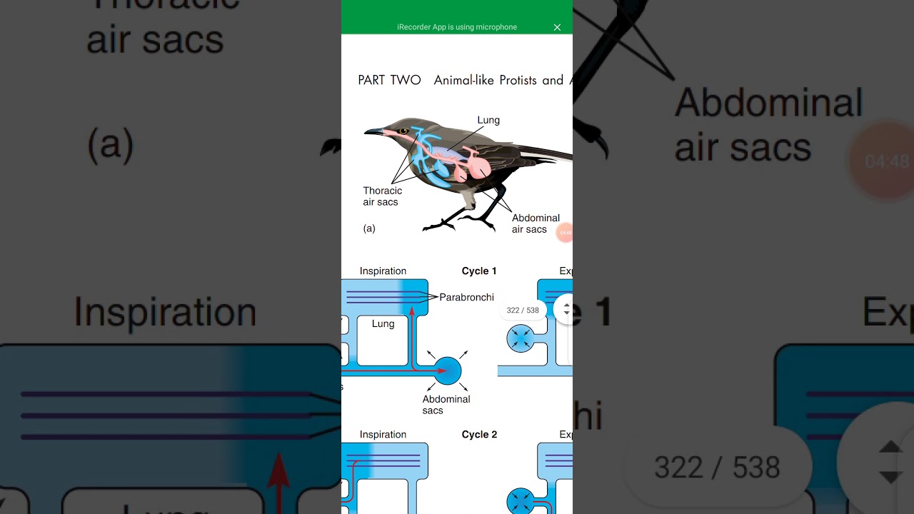 Respiration in birds part 2 - YouTube