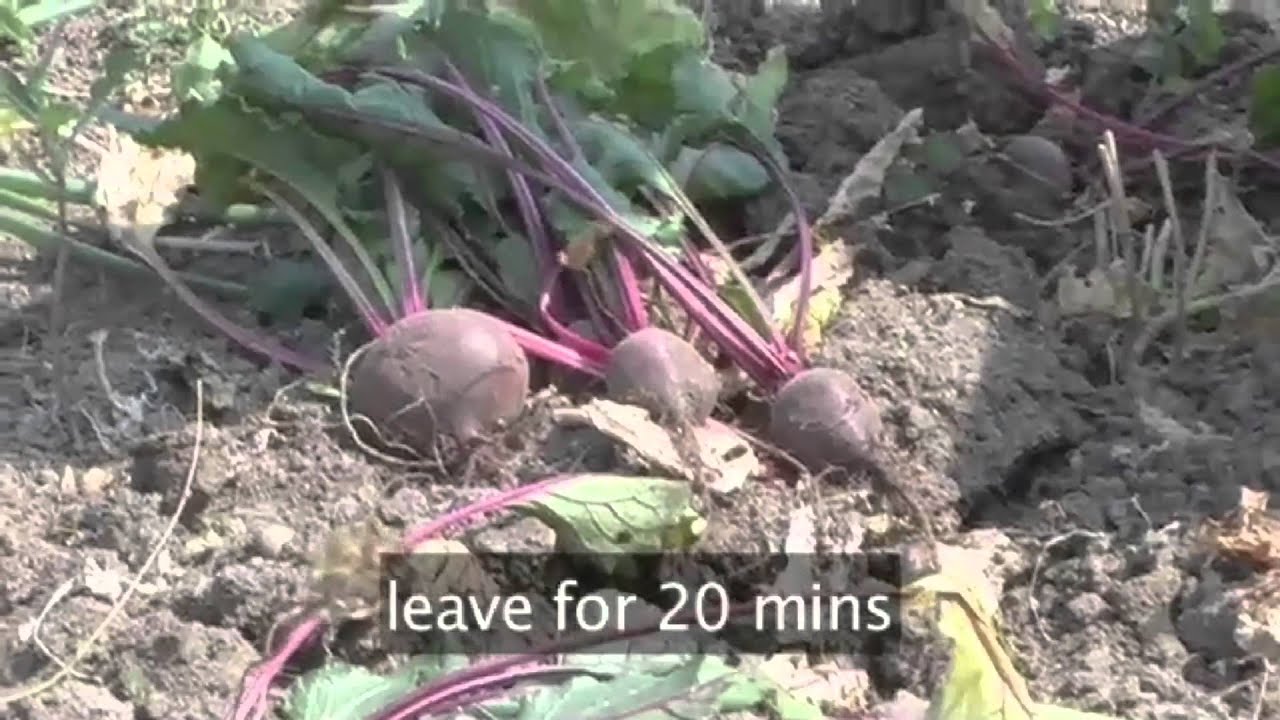 How To Harvest Beetroot - YouTube