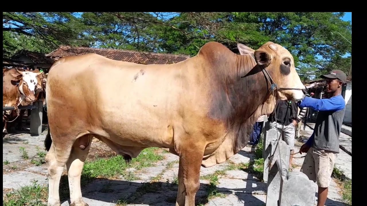 SAPI JUMBO BRAHMAN BOBOT 1TON UP MASUK PASAR BLORA - YouTube