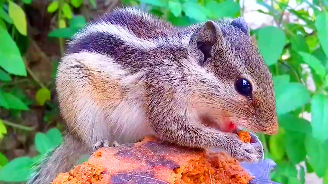 Real Chipmunks and Squirrels Compilation || CAT TV - YouTube