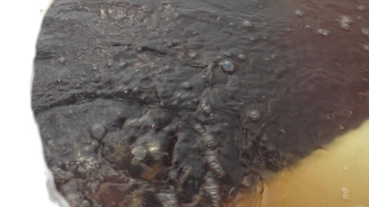 Fertigation and Concentrated Nightshade Tea - YouTube