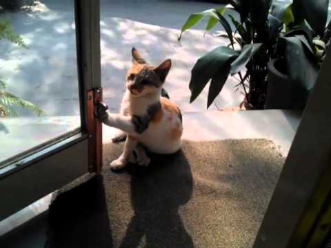 Cats paw stuck in door - YouTube