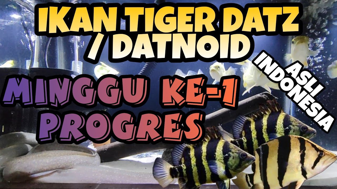 IKAN TIGER DATZ/DATNOID, PROGRES PEMBESARAN MINGGU KE-1 | # ...