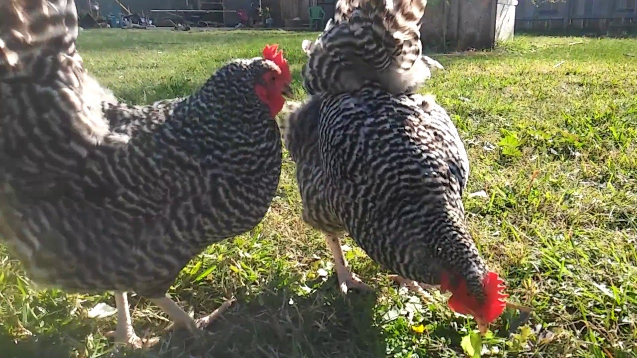 Chillin chickens - YouTube