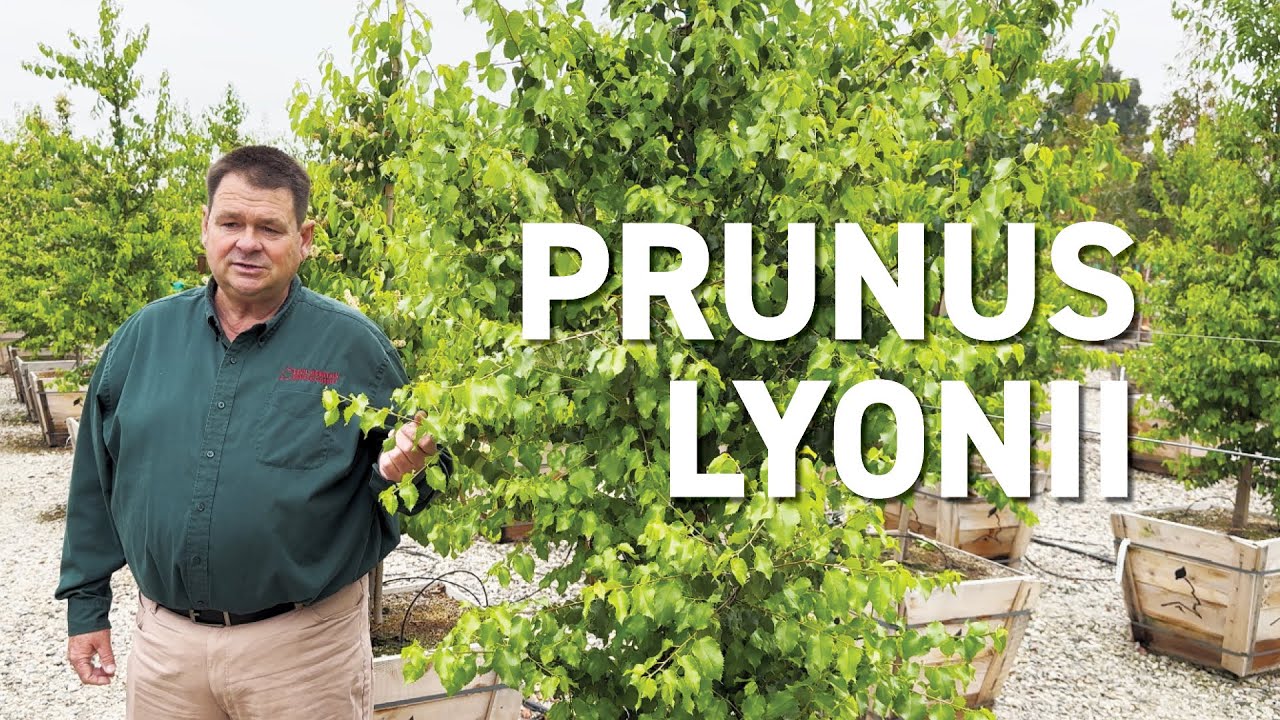Prunus lyonii - New Trees for Changing Climates - YouTube