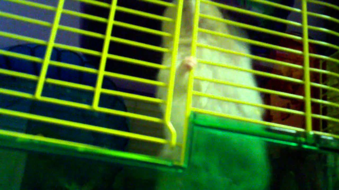 hamster freak out 2 - YouTube