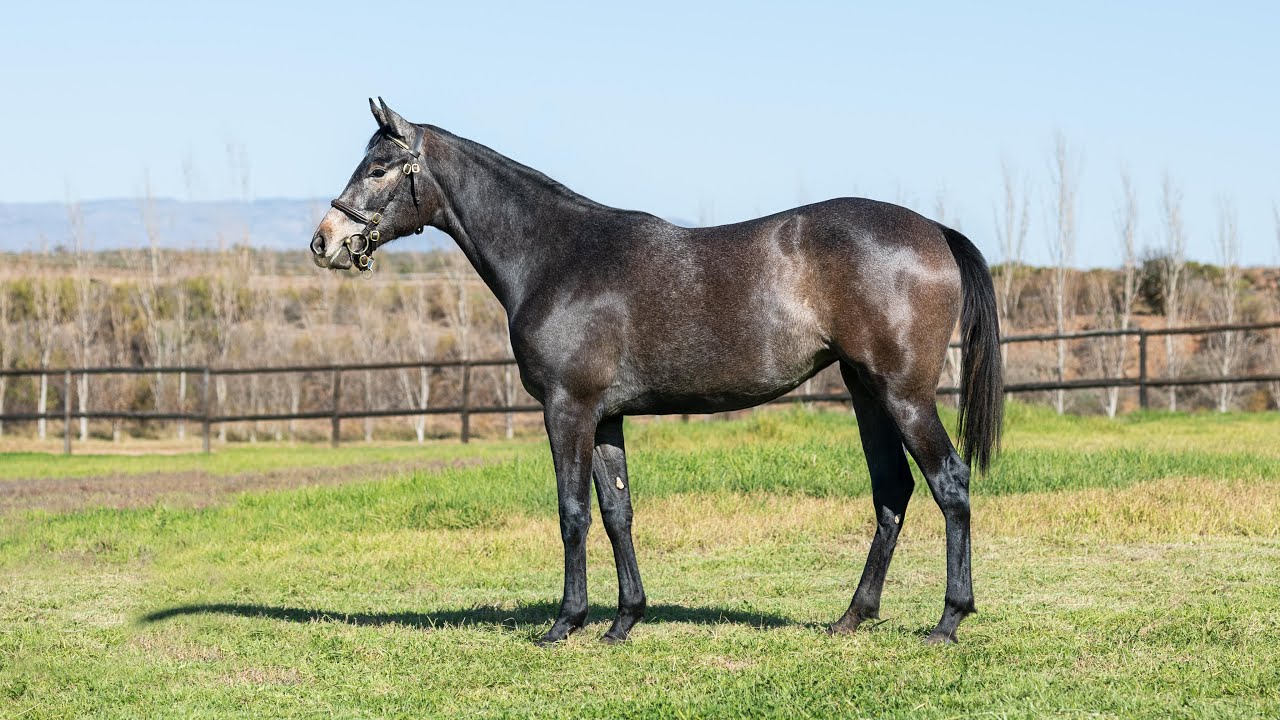 Arran Stud sale draft 2020. Time Thief (AUS) ex Figure of Grey gr.f ...