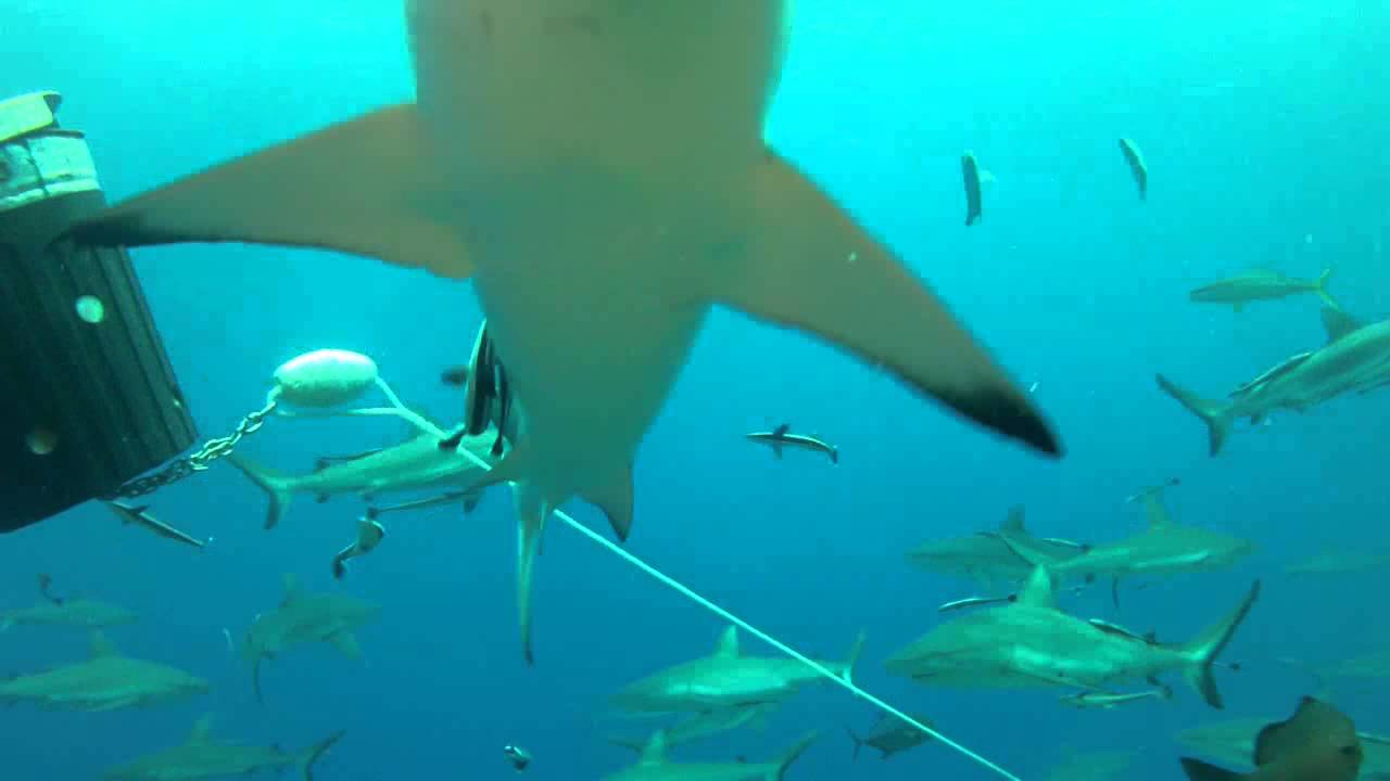 Hyper sharks HD 720P - YouTube