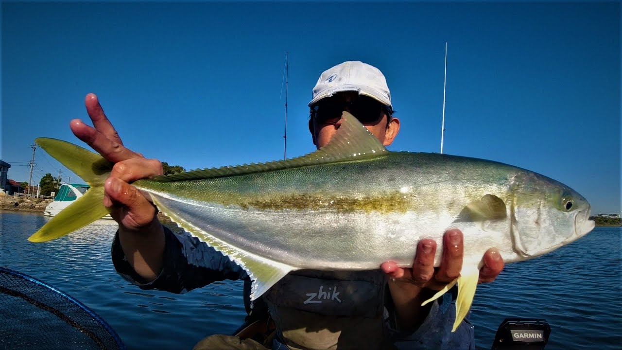 Kayak Kingy Karnage | Sydney Kingfish Fishing - YouTube