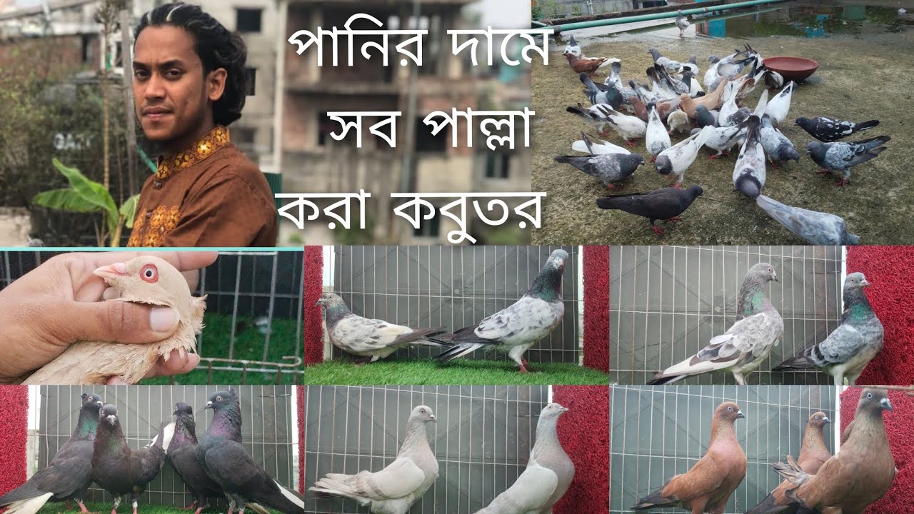 সবচেয়ে কমদামে পাল্লা করা কবুতর কিনুন চিলা মুসালদম চায়নাখাকি ...