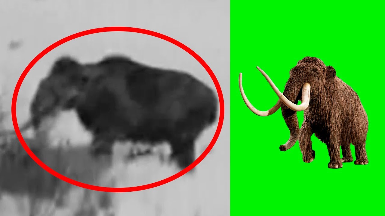 5 Animales Prehistóricos Captados En Cámara Y Vistos En La Vida Real ...