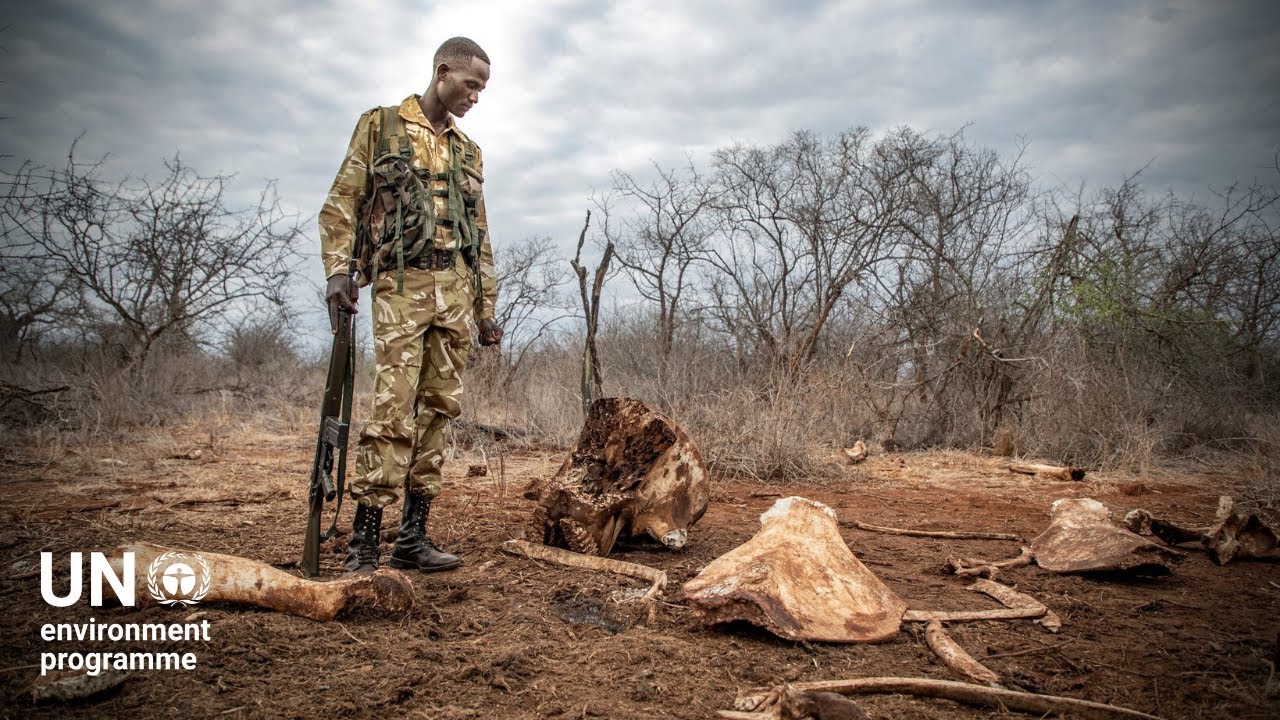 On the front line against wildlife poaching in Uganda - YouTube
