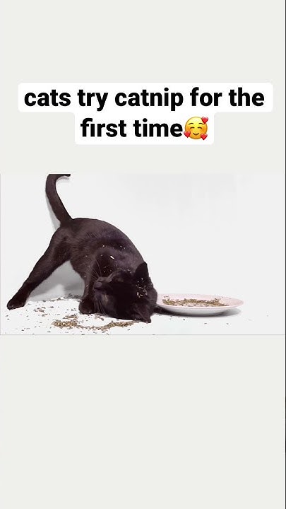 cats first time trying catnip🥰🥰 check comments for full video👀 - YouTube