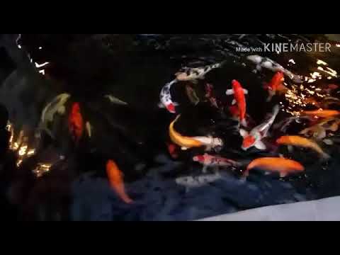 How Does Fish Move In Water? - YouTube