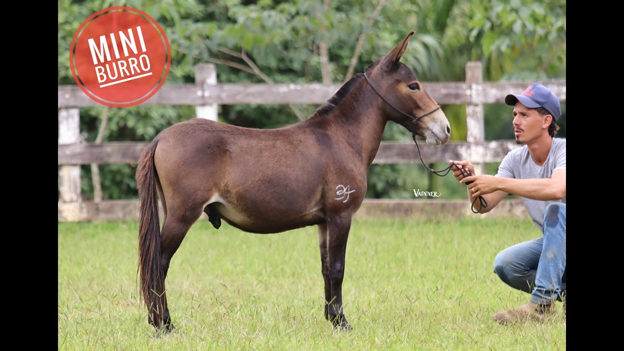 MINI BURRO DE 97 CM DE ALTURA! COISA MAIS LINDA! REGISTRADO! UMA ...