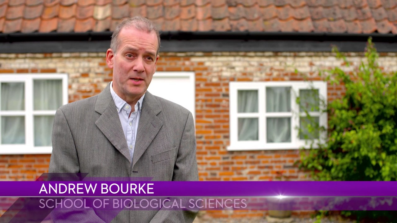 Wild Bees by Professor Andrew Bourke - YouTube