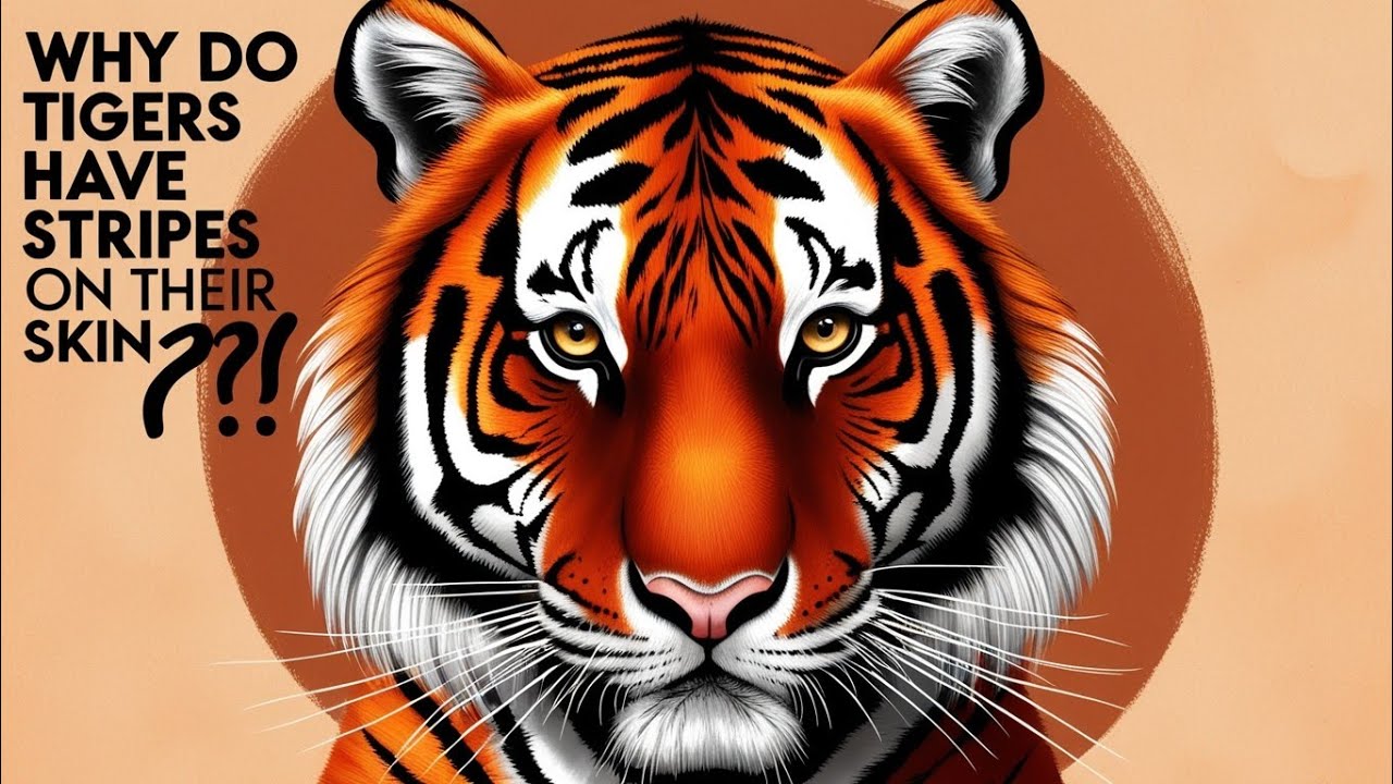 Why Do Tigers Have Stripes on Their Skin? The Science Behind Their ...