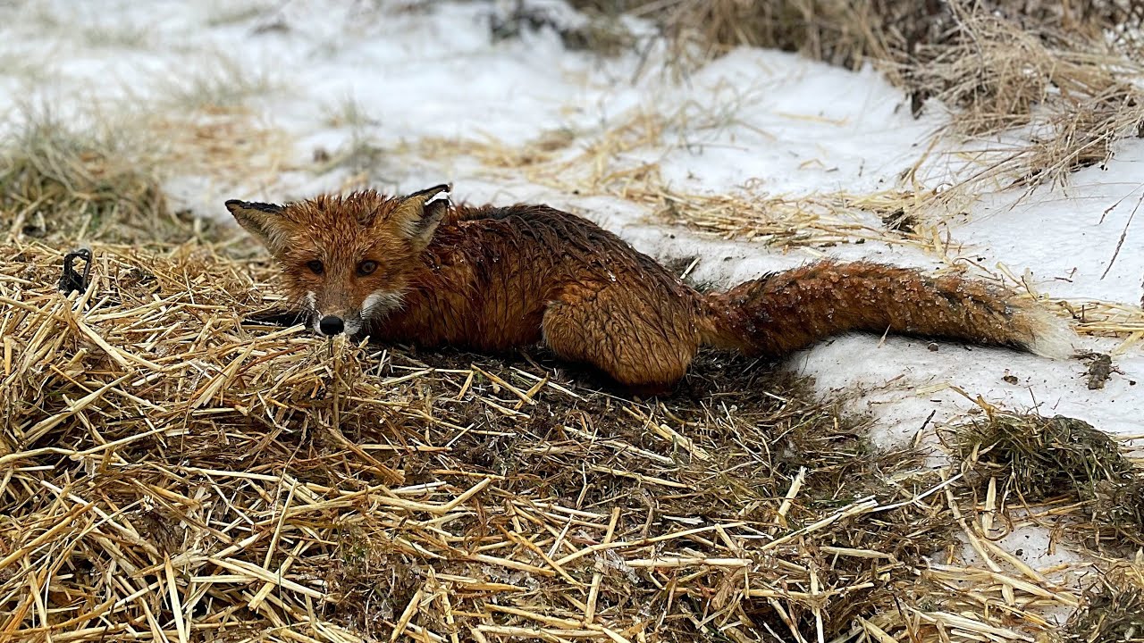 2023 Trapping Season (ICY RED FOX) - YouTube