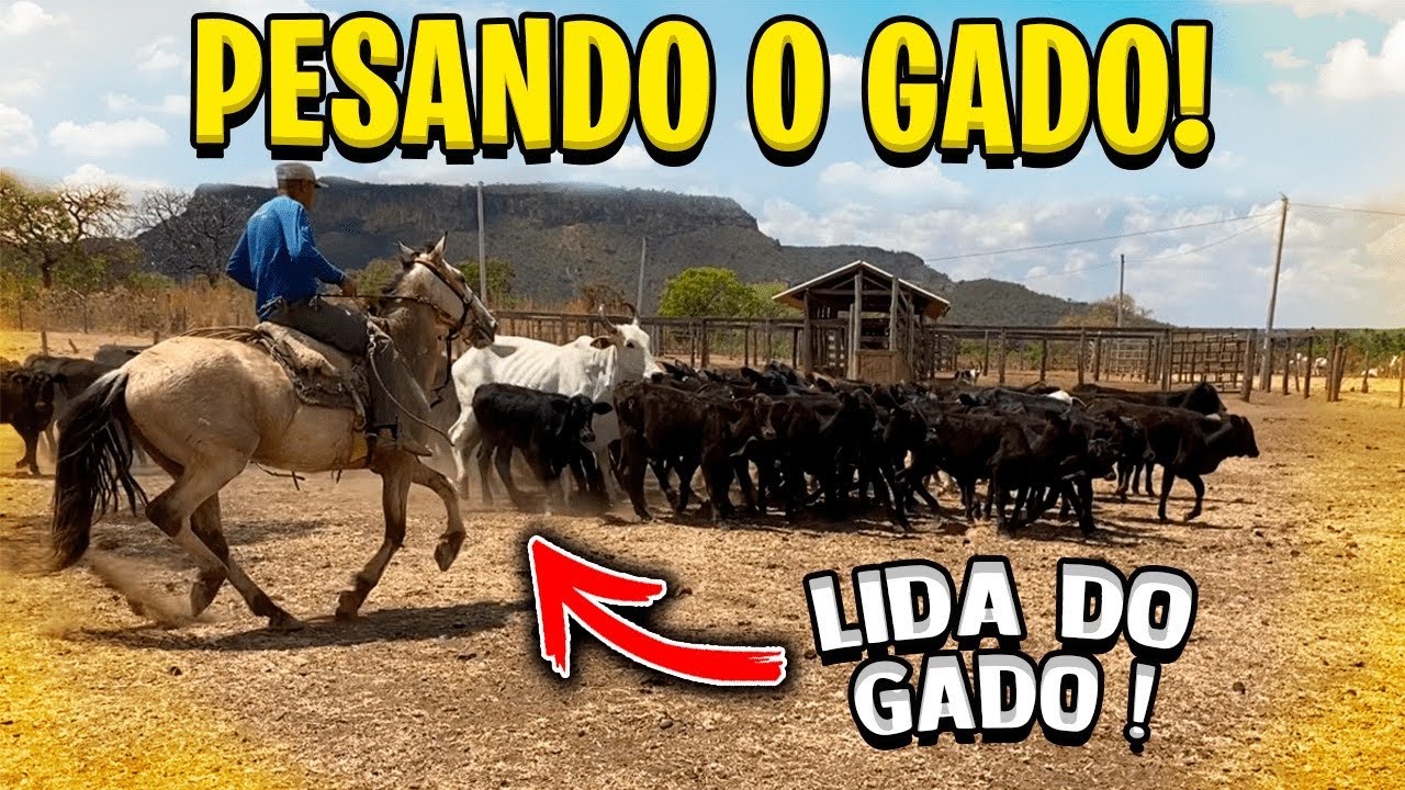 LIDA DO GADO QUANTO PESA UM BEZERRO Hoje Vamos Descobrir YouTube lida-do-gado-quanto-pesa-um-bezerro-hoje-vamos-descobrir-youtube
