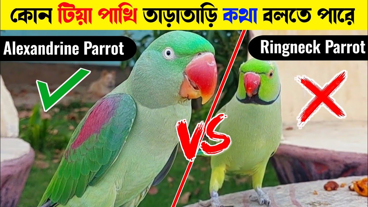 Ringneck Parrot Vs Alexander Parrot || বাড়িতে পোষার জন্য কোন টিয়া ...