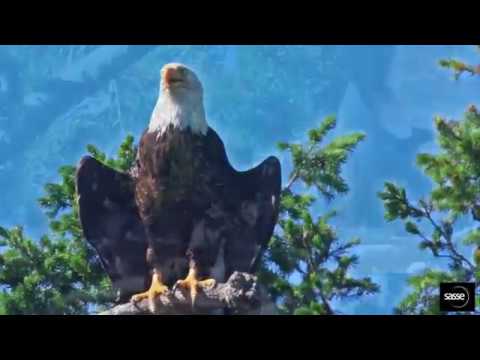 The Very Best Scenes of the Eagle -Hawk Sidney Nest - YouTube