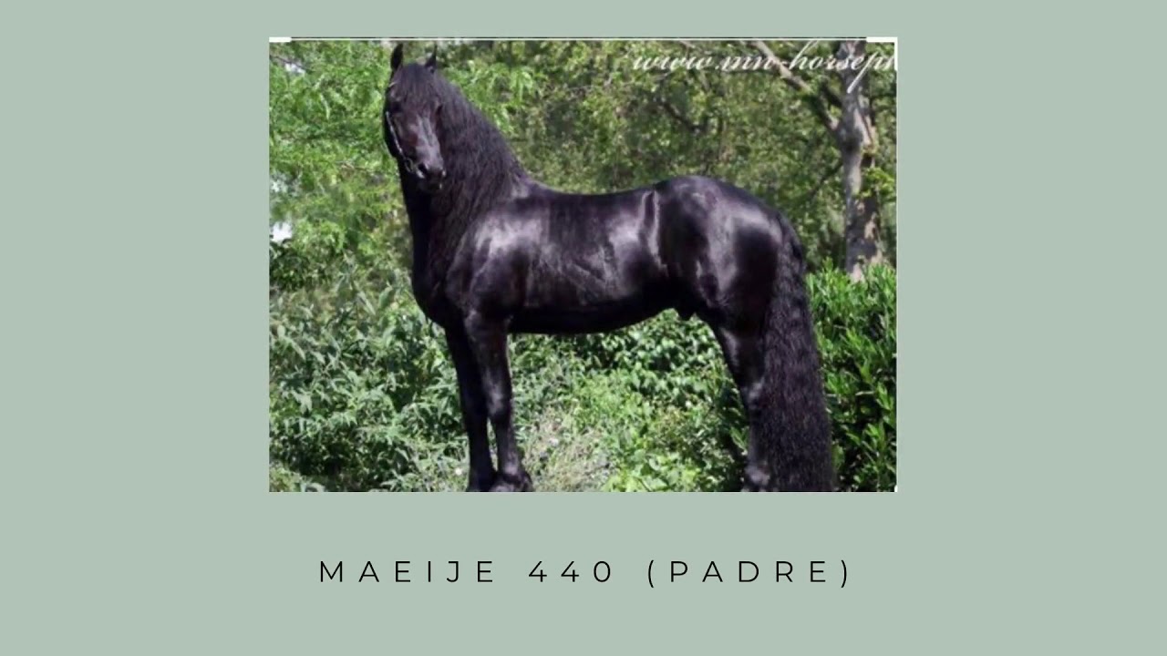 Potro Macho Frisón Bisnieto de JASPER - FINCA LAS LOMAS - YouTube