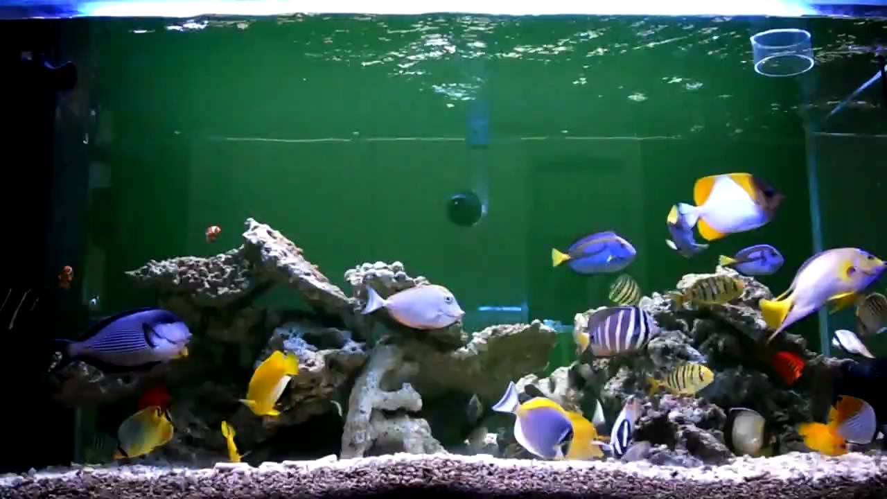 PRODIBIO & Bio Digest - YouTube