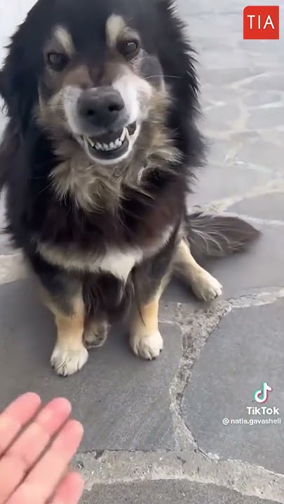 მხიარული ზარბაზანა ️🐶 ️ Tia Ge Youtube