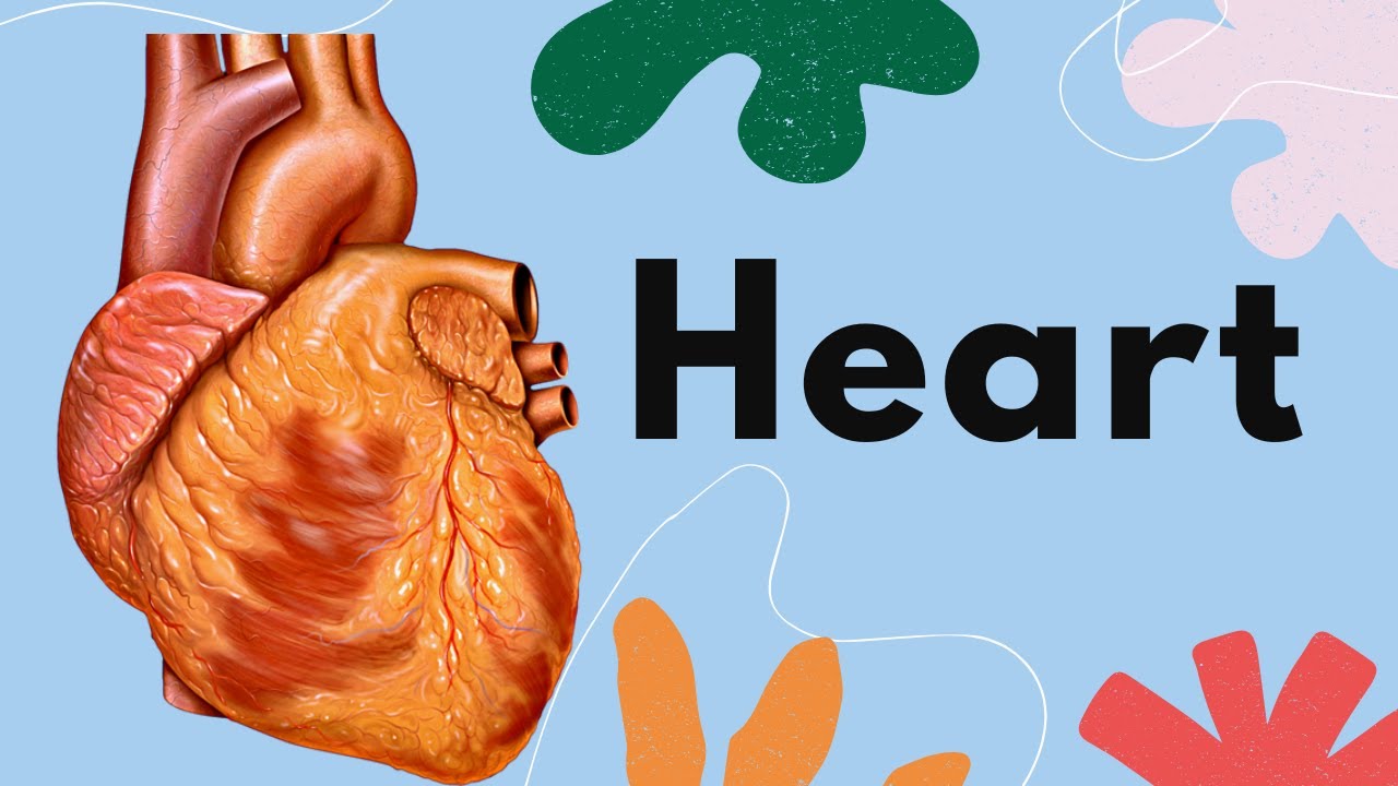 Heart // The features, regions, four chambers and functions of the ...