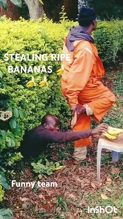 Stealing Ripe Bananas 🍌🍌🍌🍌🍌🍌comedy Funny Viral Trending Shortsfeed Shorts Youtube