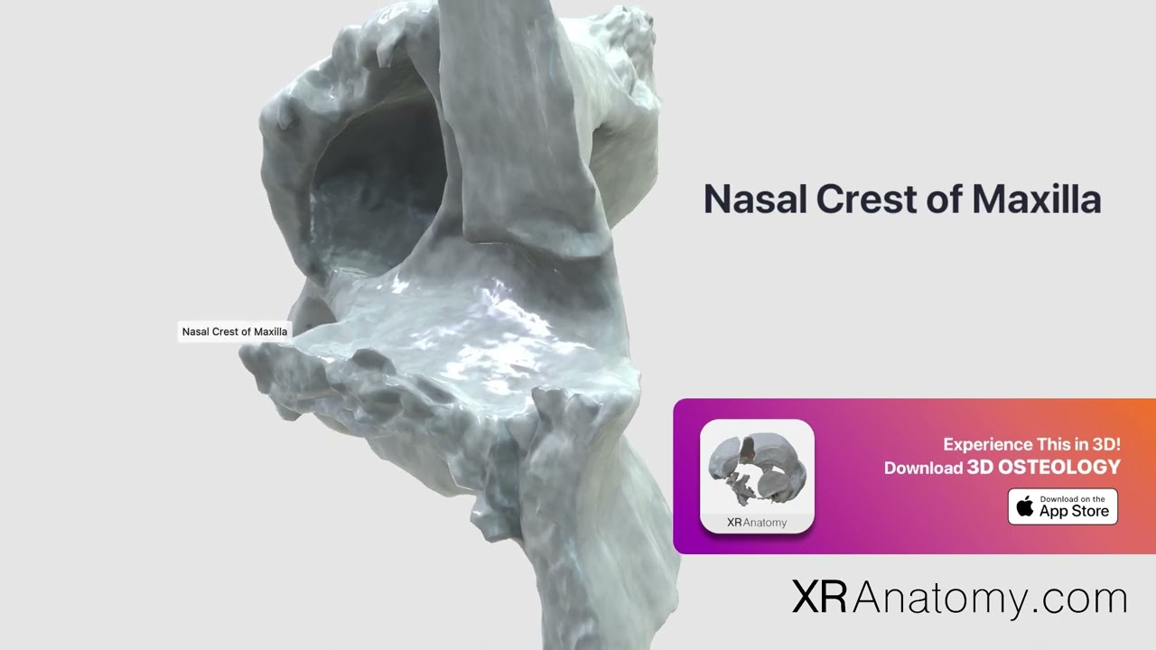 Lacrimal Groove Maxilla