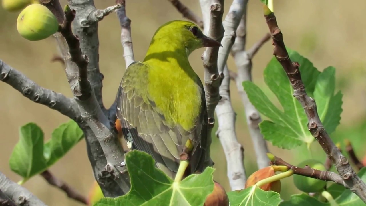 Zlatna Vuga , Golden oriole , Oriolus oriolus -- Birds of Croatia - YouTube
