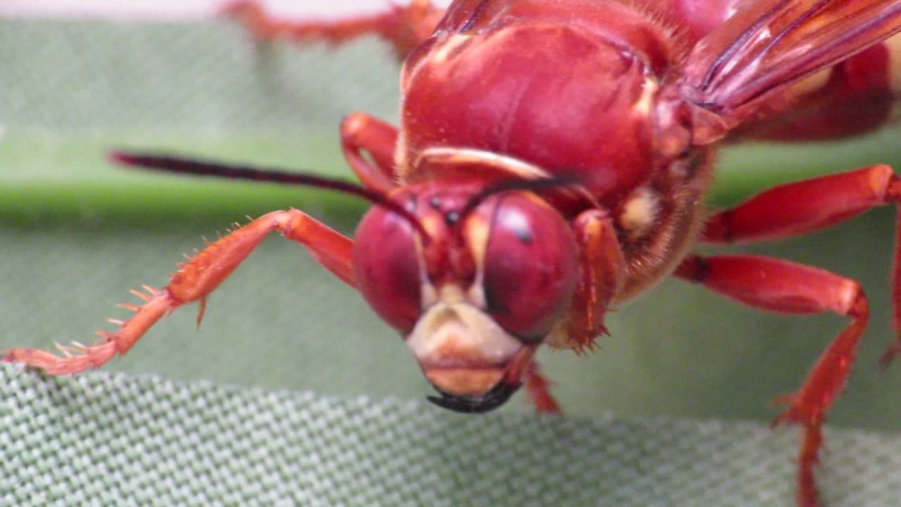Cicada Killer Wasp And Hummingbird Extreme Macro Video - YouTube