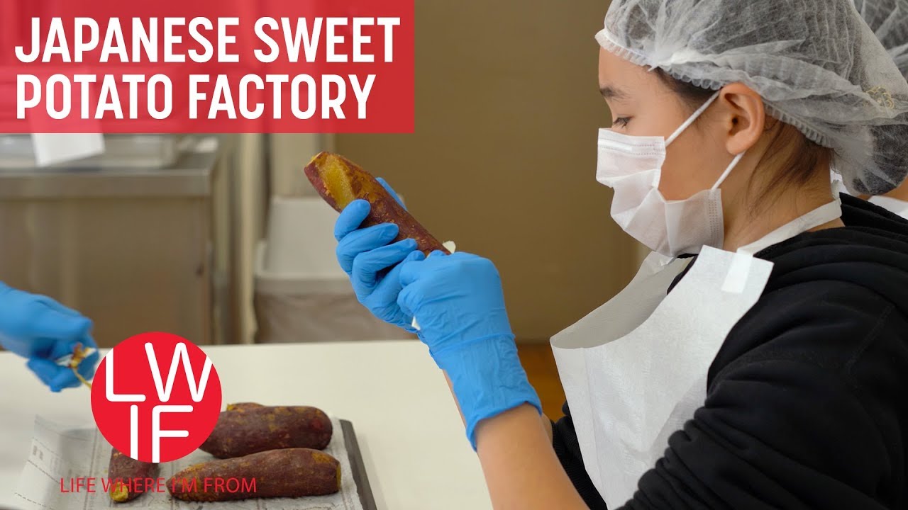 Making Hoshi-imo at a Japanese Sweet Potato Factory - YouTube
