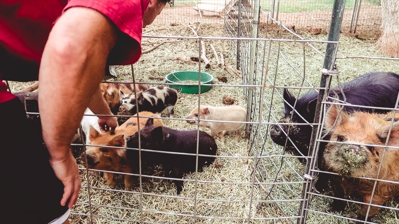 He finally gets his PIGS! (choosing our Kune Kune piglets) - YouTube