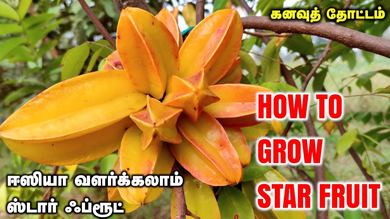 கனவுத் தோட்டம் | ஸ்டார் ஃப்ரூட் வளர்க்கிறது இவ்ளோ ஈஸியா? | How to grow ...