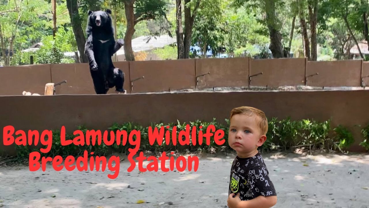 Baby at the Bang Lamung Wildlife Breeding Station - YouTube