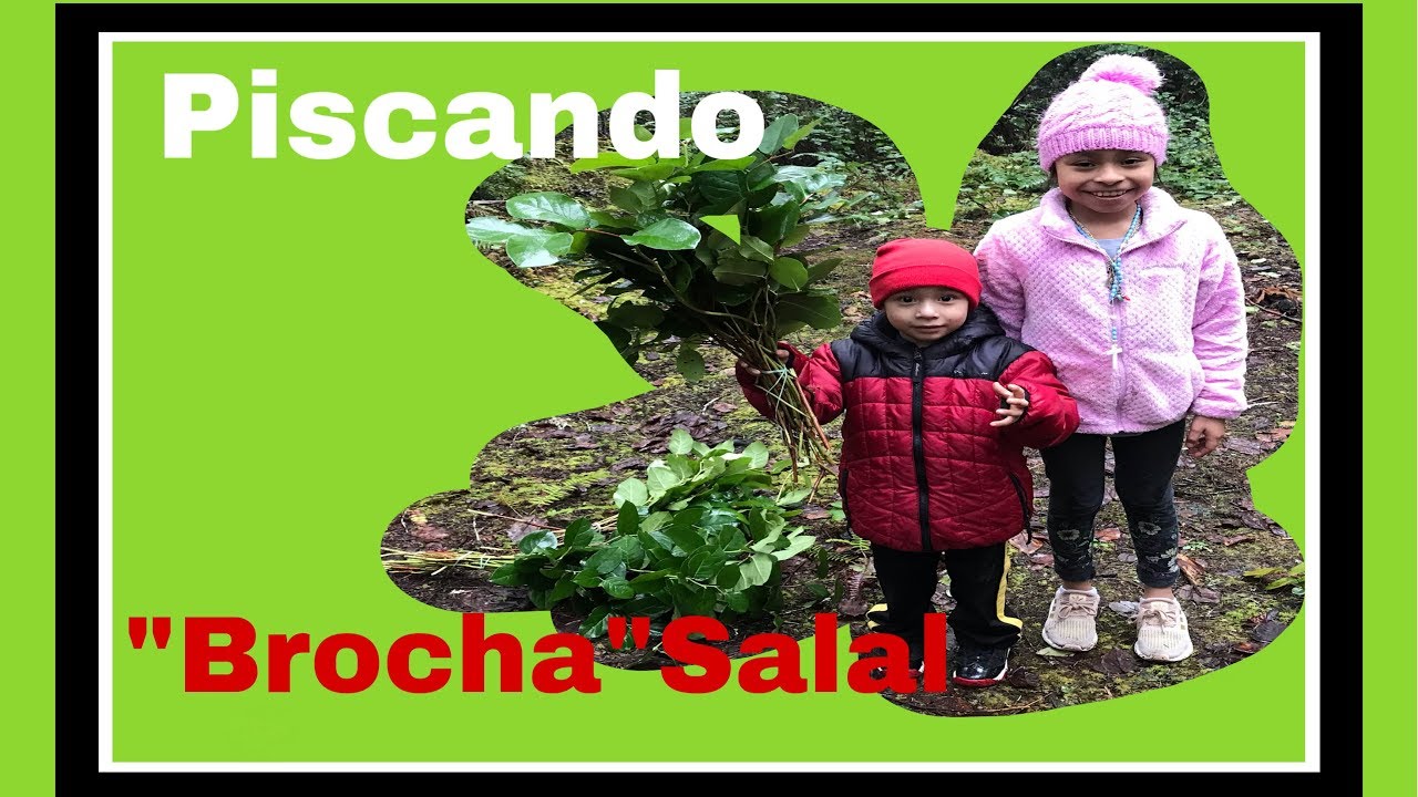 Piscando “Brocha”Salal Picking Salal seattle Washington - YouTube