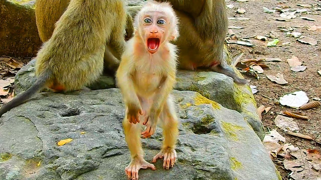 Best reaction of Lily so excited when having mango to eat, Lily stands ...