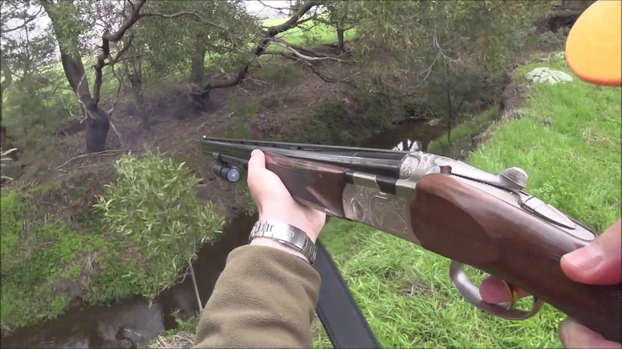 Driven Fox Hunt with Beretta Silver Pigeon 12g and Beagles Victoria 20 ...
