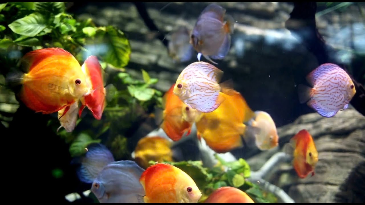 The magical life under water - YouTube