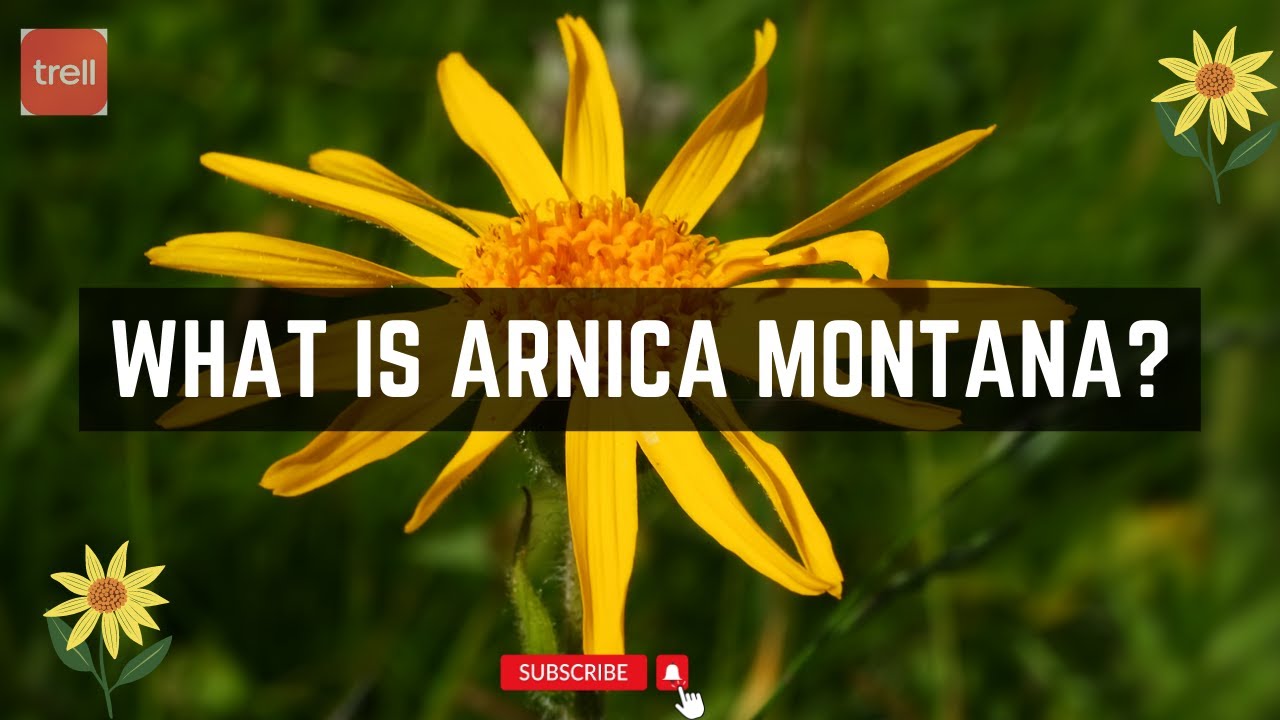 What Is Arnica Montana And Its Benefits YouTube what-is-arnica-montana-and-its-benefits-youtube
