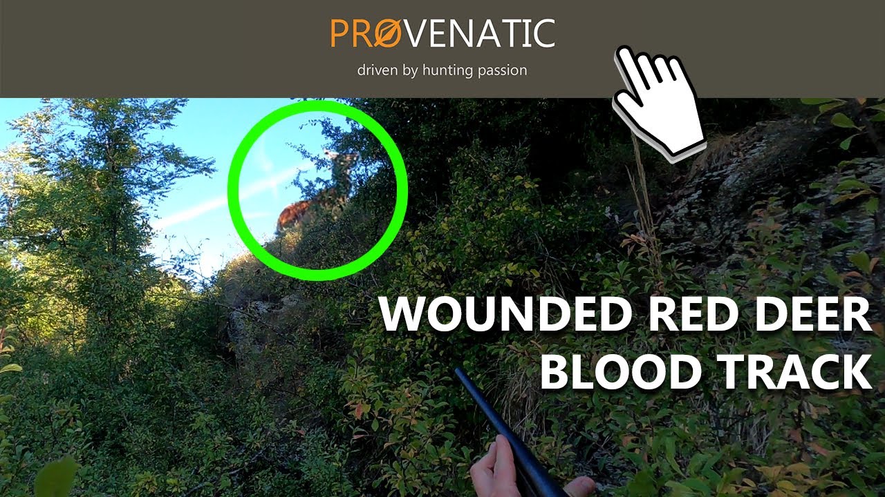 Wounded Red deer blood tracking with hunting dogs - huntingnews.today ...