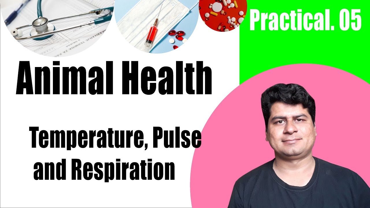 Animal Health Practical No 5 Temperature pulse respiration in animals ...