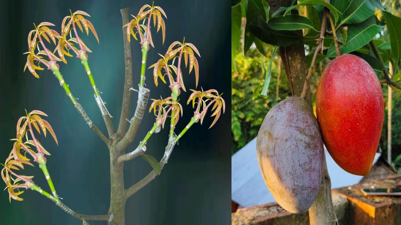Mango Multiple Grafting Techniques/ Mango Grafting Techniques/Mango ...