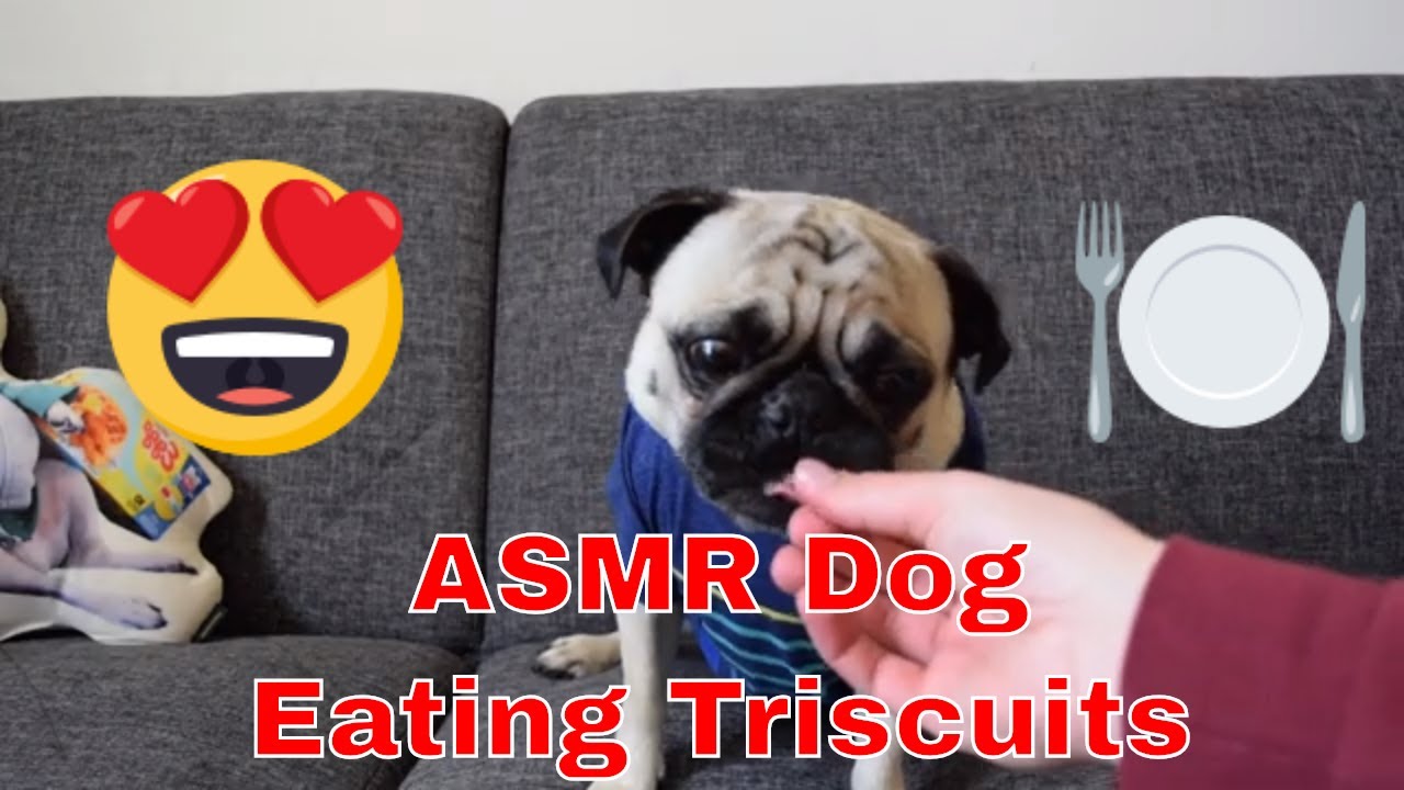 ASMR | Dog Eating Triscuits - YouTube